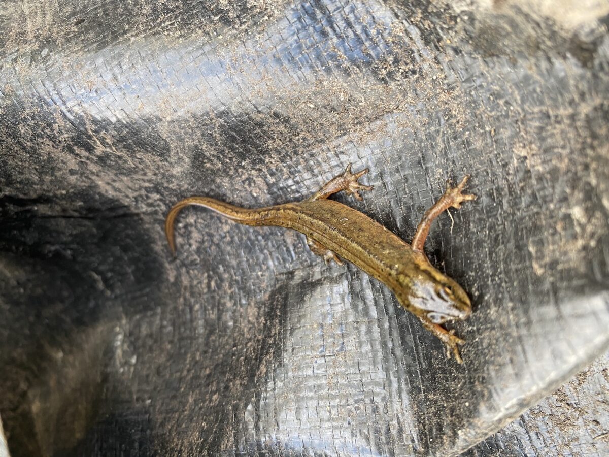 Newts – The Secret Batcave